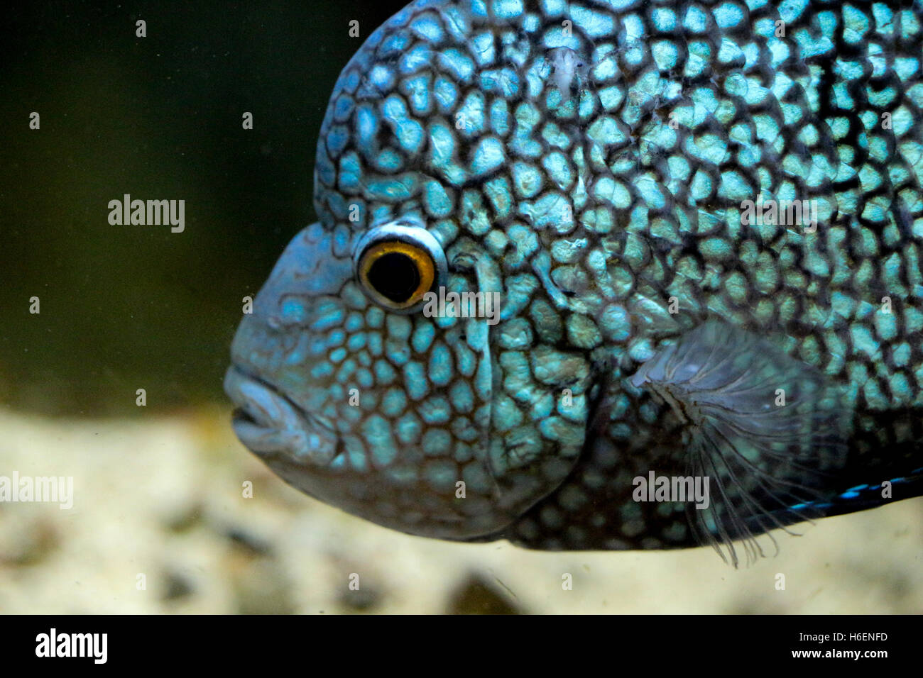 Beautiful colorful fish swims in the aquarium envıronment Stock Photo ...