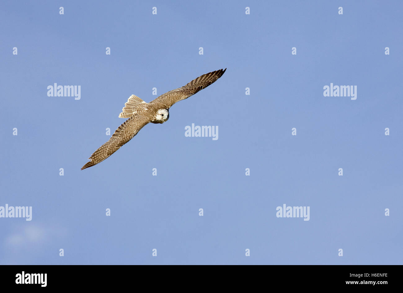 Gyrfalcon in flight hi-res stock photography and images - Alamy