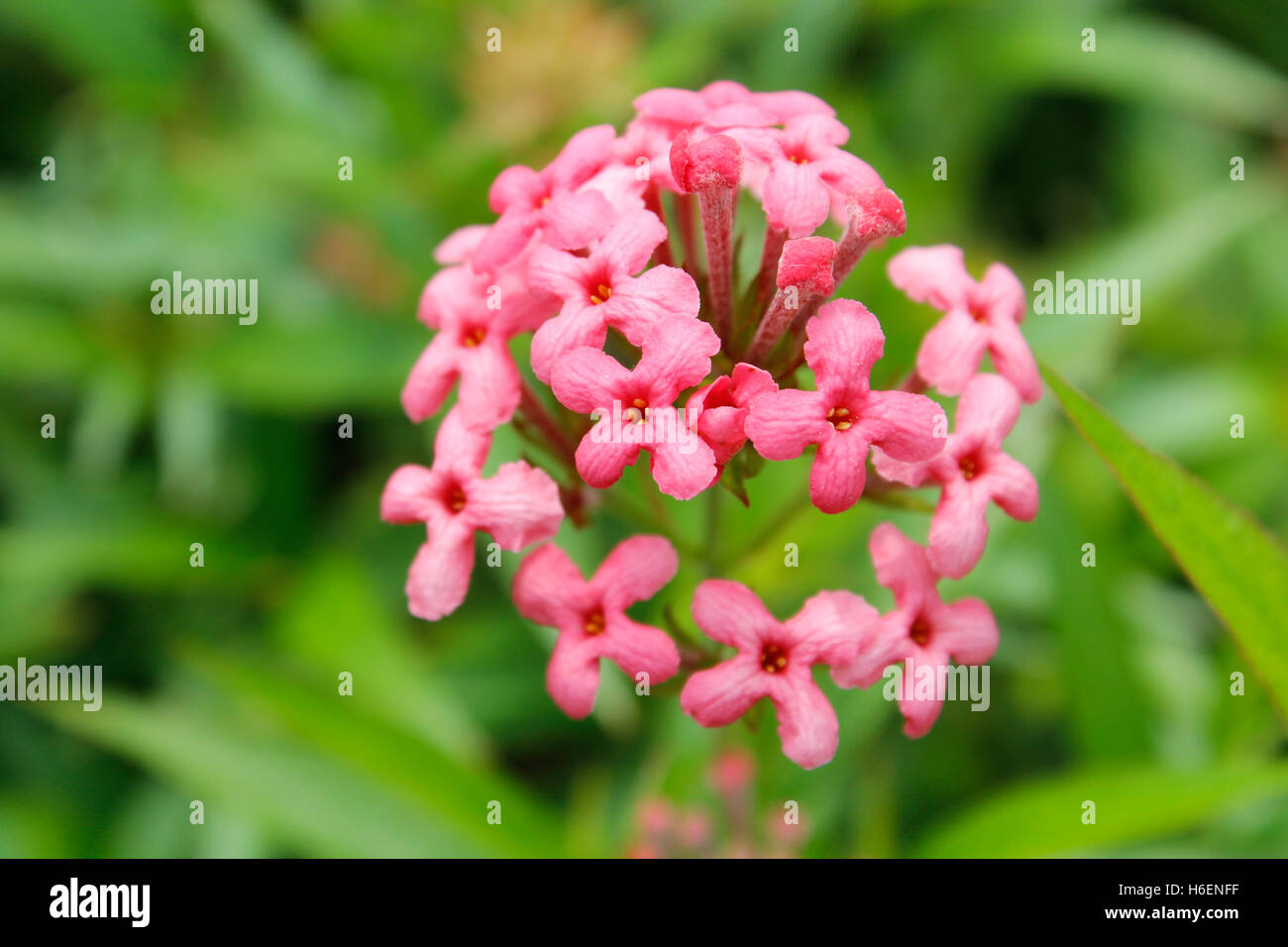 Pink Panama Rose flowers or Rondeletia Leucophylla with blur green ...