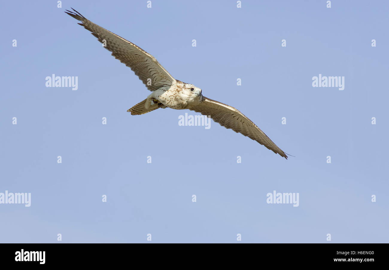 Gyrfalcon in flight hi-res stock photography and images - Alamy