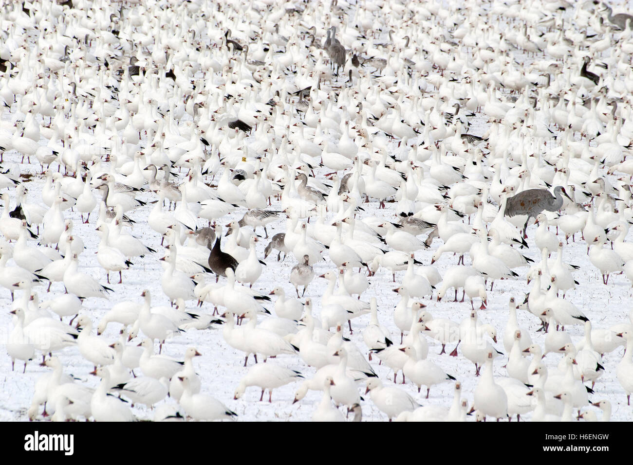 Snow Geese Flock Stock Photo - Alamy