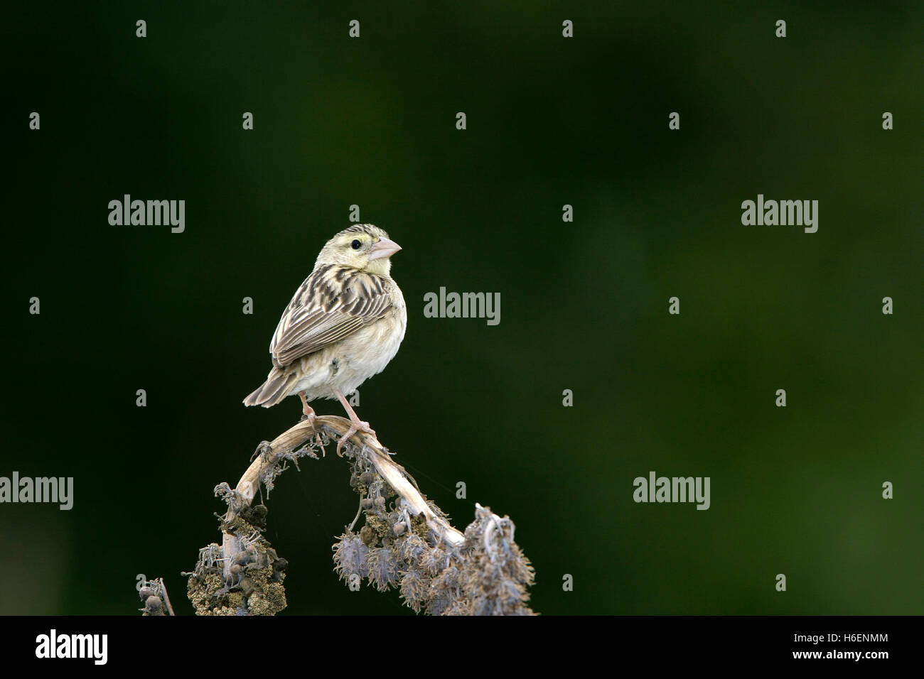 Northern Red Bishop Orange Bishop Female Stock Photo - Alamy