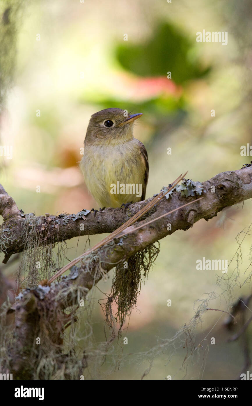 Pacific slope flycatcher hi-res stock photography and images - Alamy