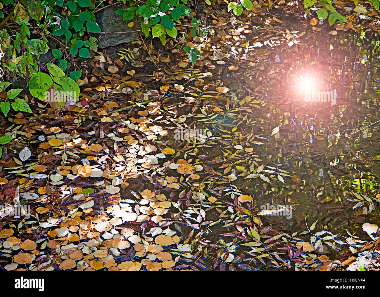Sun reflecting on a pond with floating leaves of autumnal colors ...