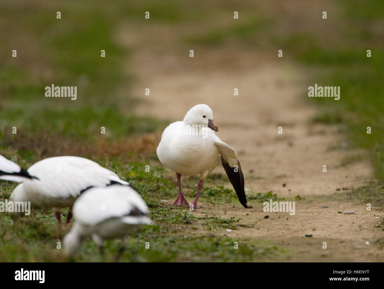 Injured goose injured bird hi-res stock photography and images - Alamy