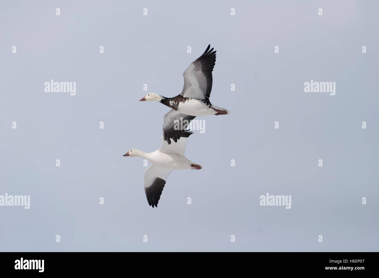 Blue phase snow goose hi-res stock photography and images - Alamy