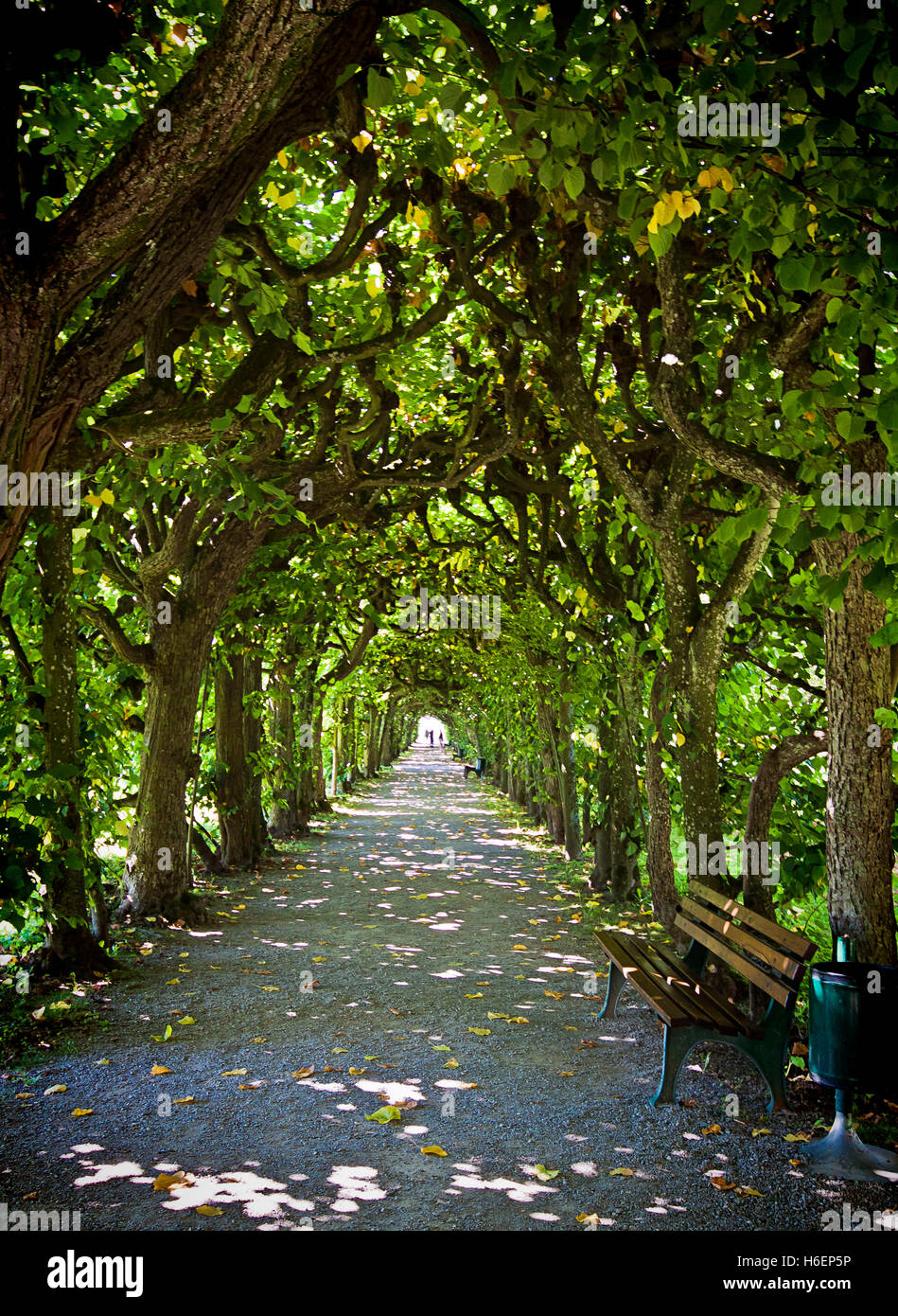Dachau, Bavaria, Germany - beautiful green linden trees tunnel, fresh ...