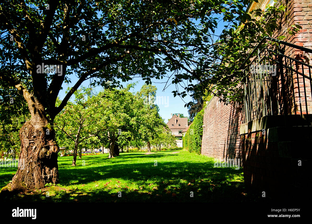 Green orchard with apple trees in summer Stock Photo - Alamy