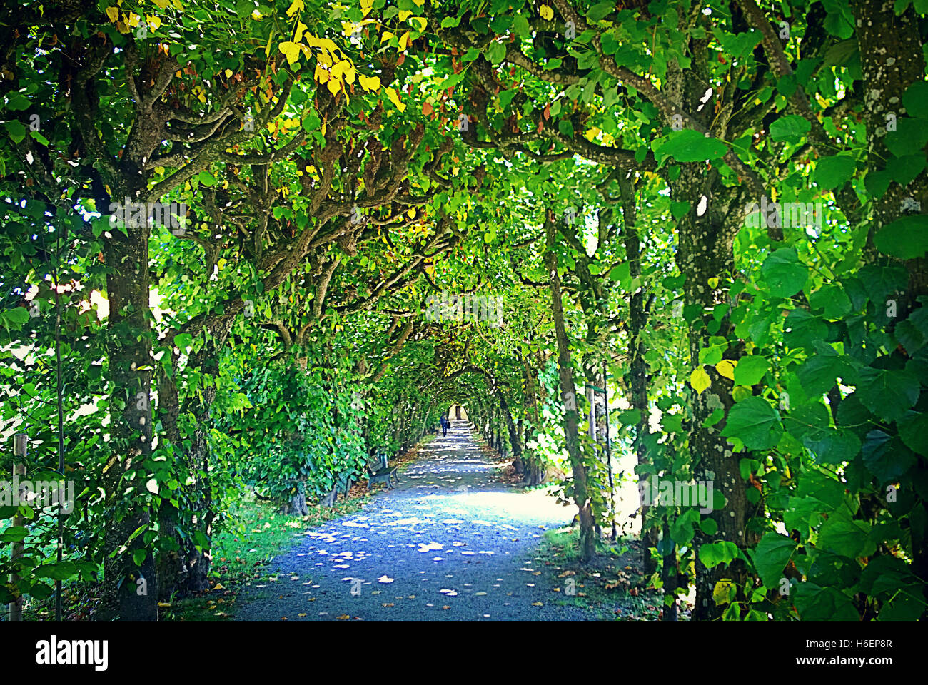 Dachau, Bavaria, Germany - beautiful green linden trees tunnel, fresh ...