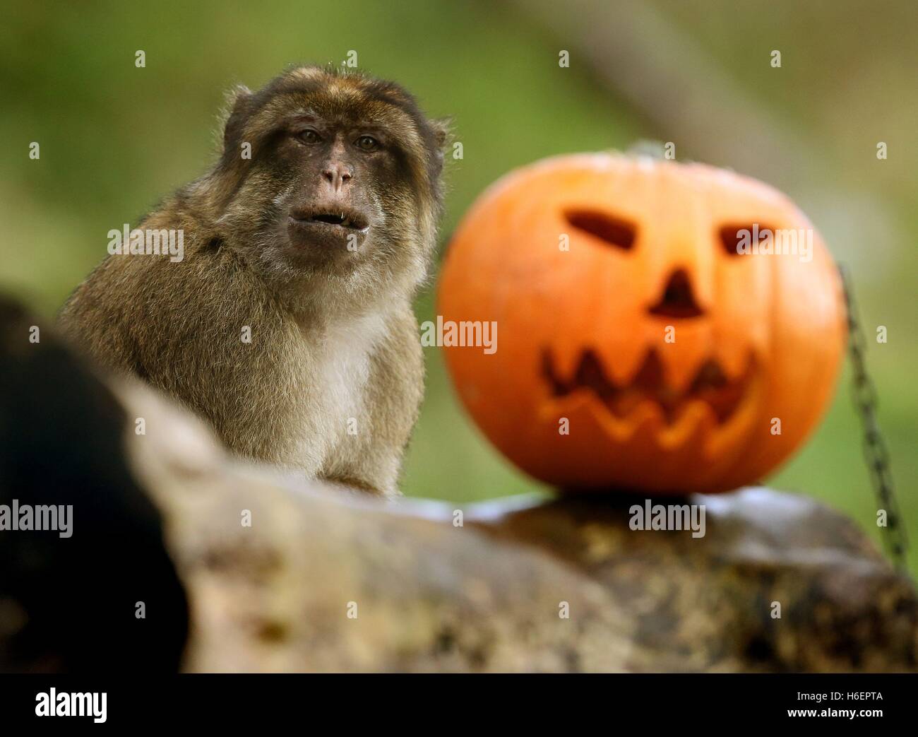 Pumpkin blair drummond safari park hi-res stock photography and images ...