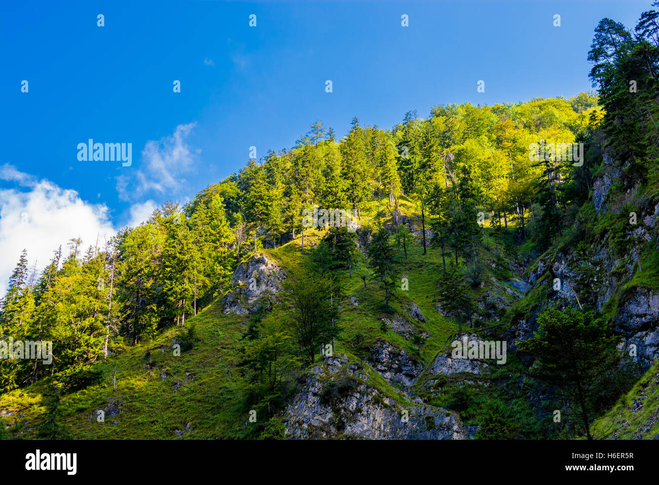 Sunlit Forest on Mountain Stock Photo - Alamy