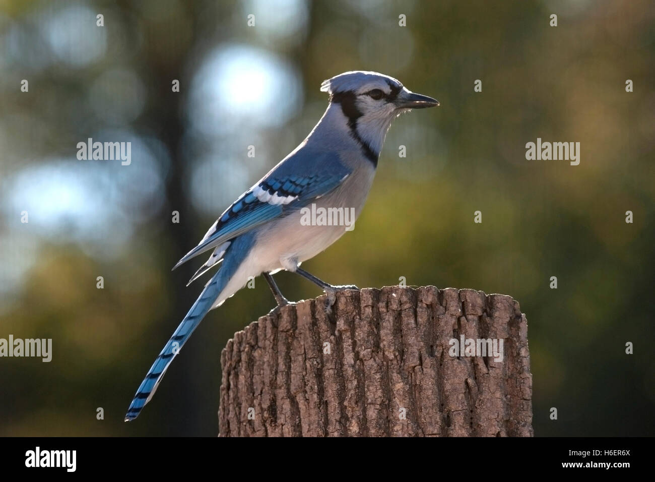 Backlit blue jay perched on fence post Stock Photo - Alamy