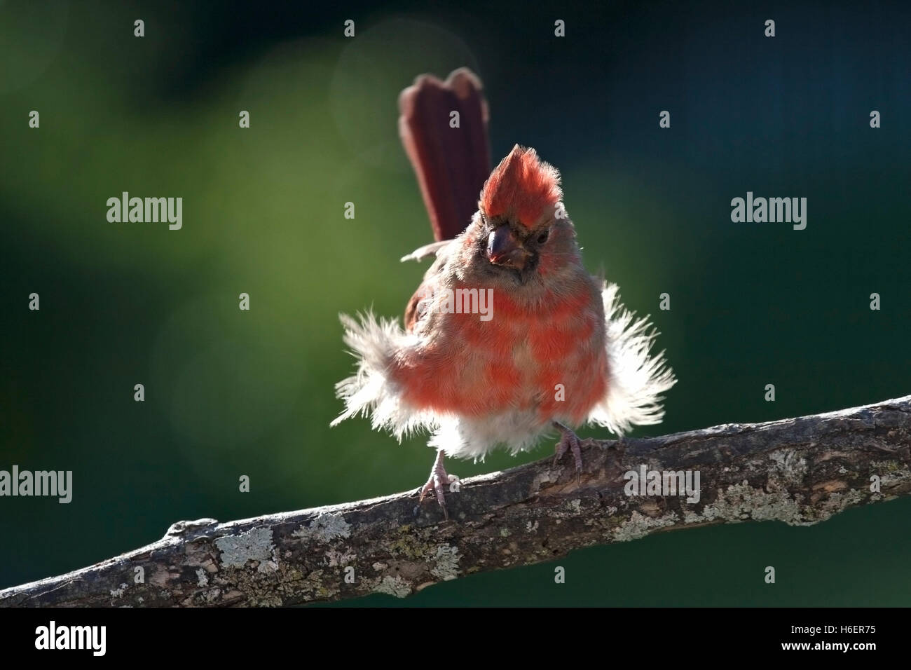Windblown immature male cardinal backlit by sun Stock Photo - Alamy