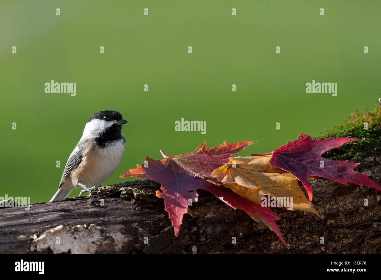 Chickadee on branch with autumn leaves Stock Photo - Alamy