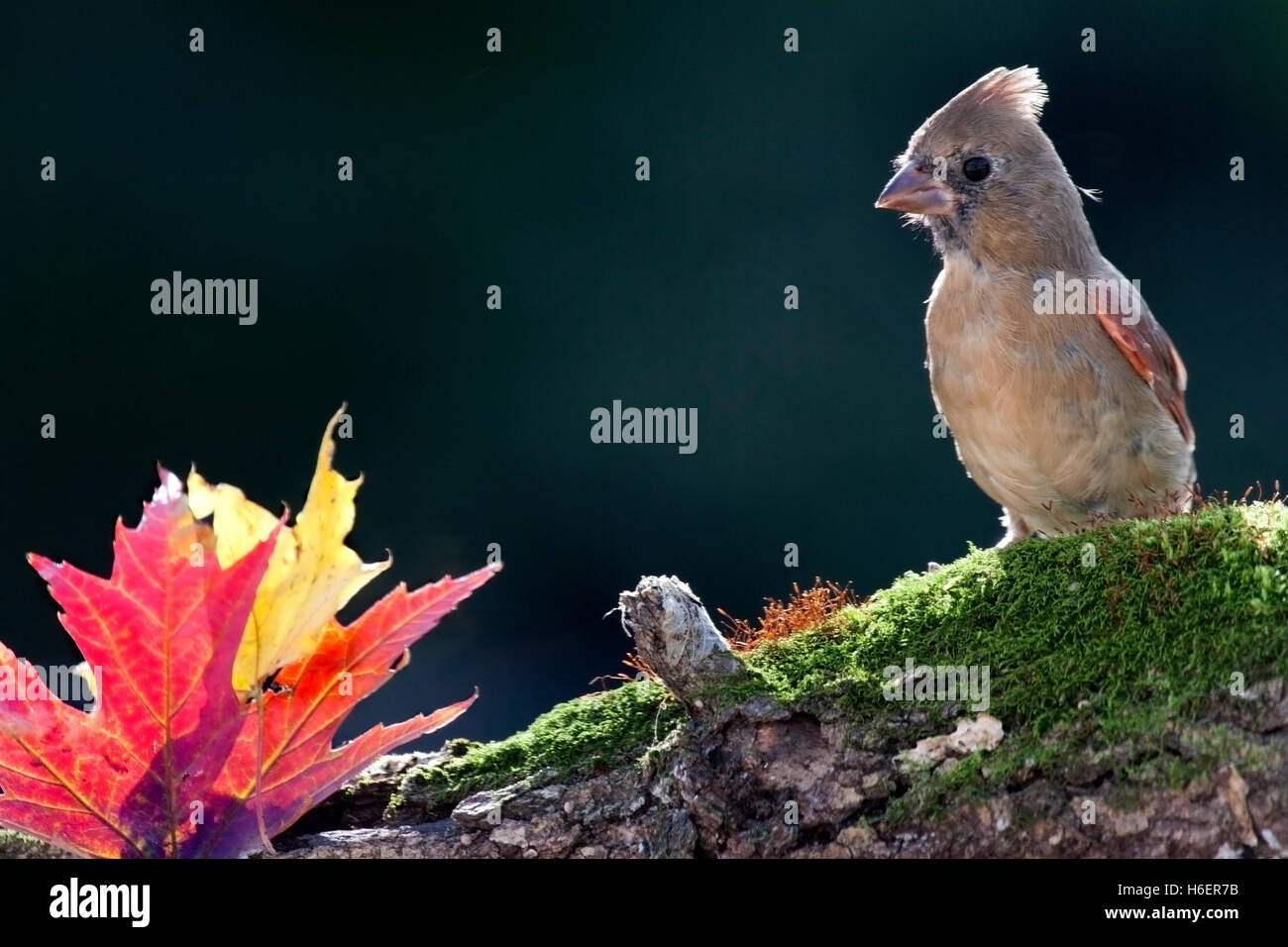 Immature female cardinal perched on moss covered log with fall leaves ...