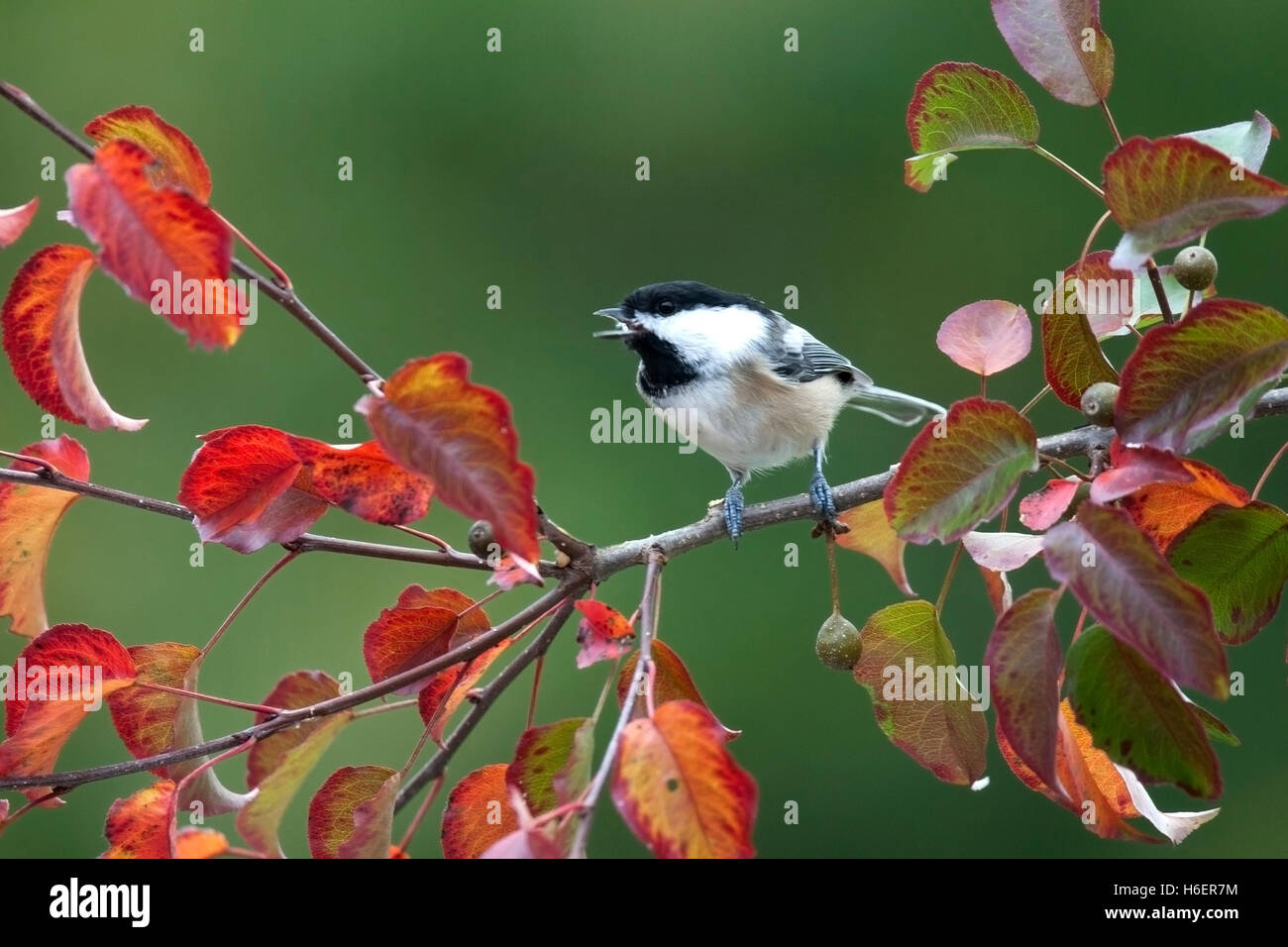 Chickadee chirps while perched on branch with autumn leaves Stock Photo ...