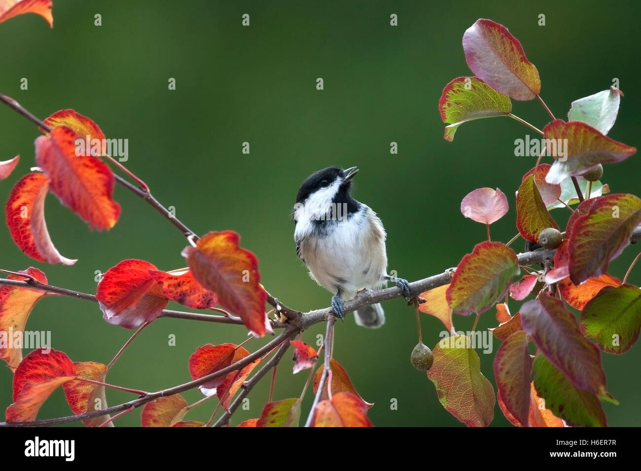 Chickadee perches on branch with orange red leaves Stock Photo - Alamy