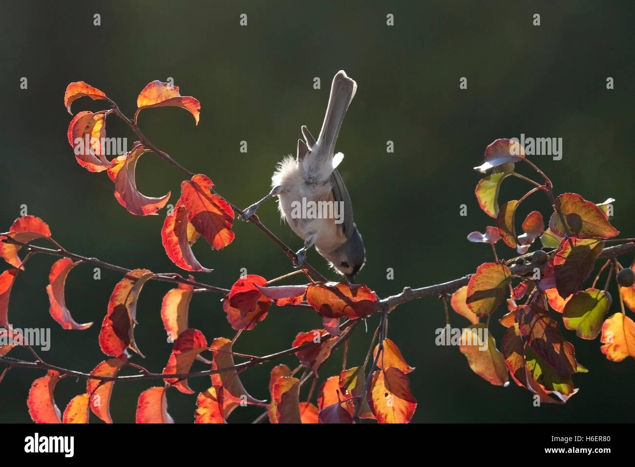 Tufted titmouse reaches for food among autumn leaves Stock Photo - Alamy