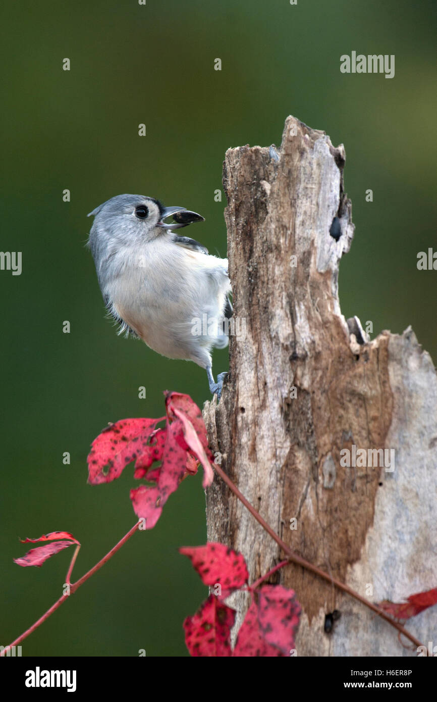 Titmouse with red leaves hi-res stock photography and images - Alamy