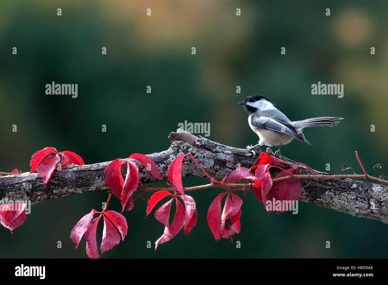 Chickadee perches on branch with red vine Stock Photo - Alamy