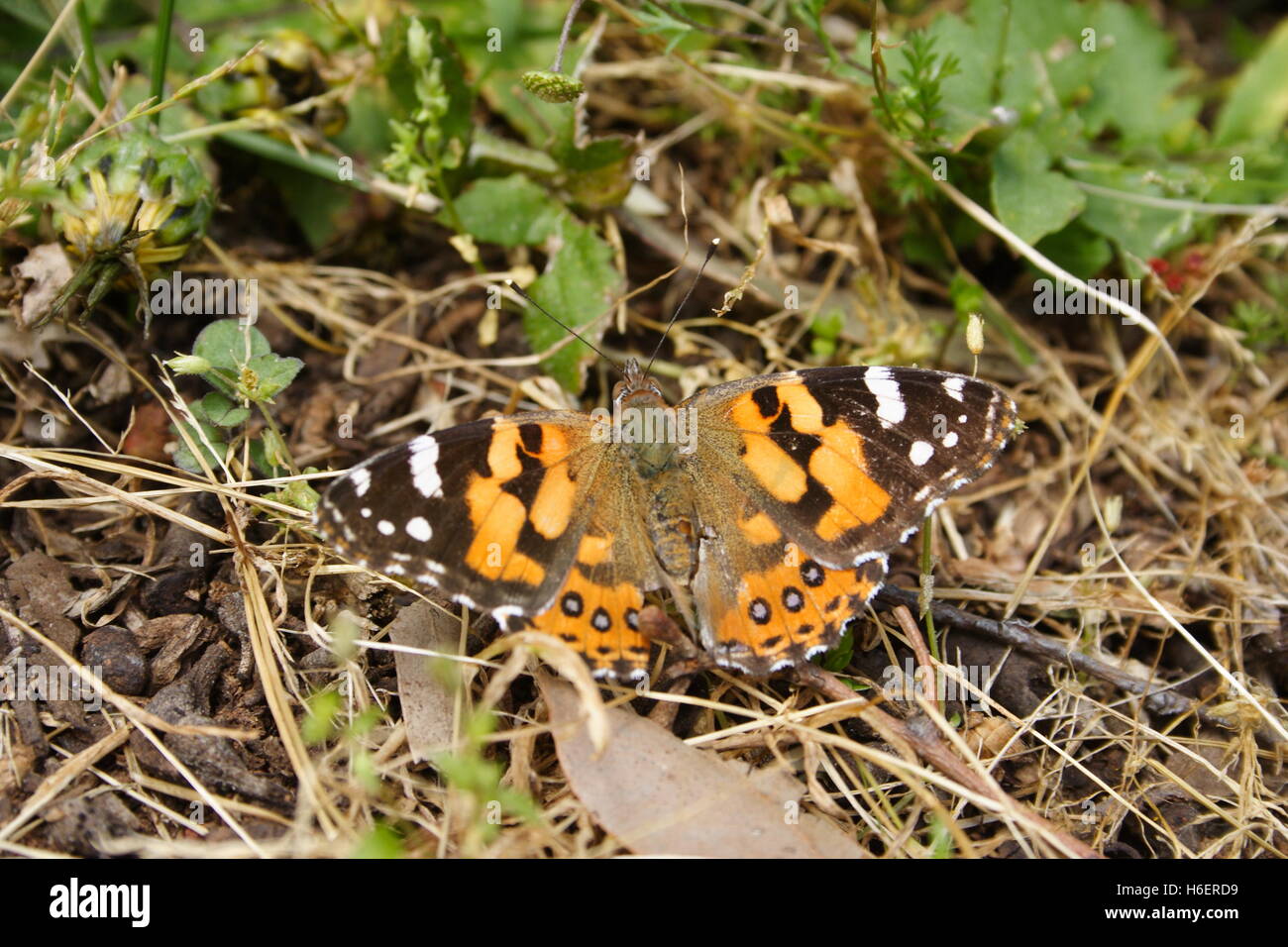 Australian Painted Lady resting Stock Photo - Alamy