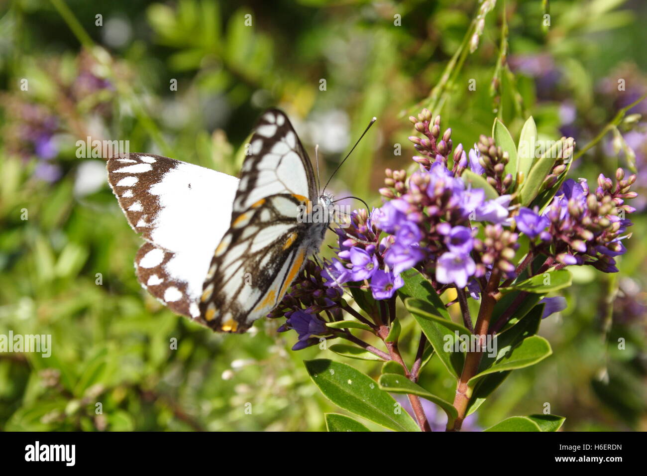 Caper White Butterfly Stock Photo - Alamy