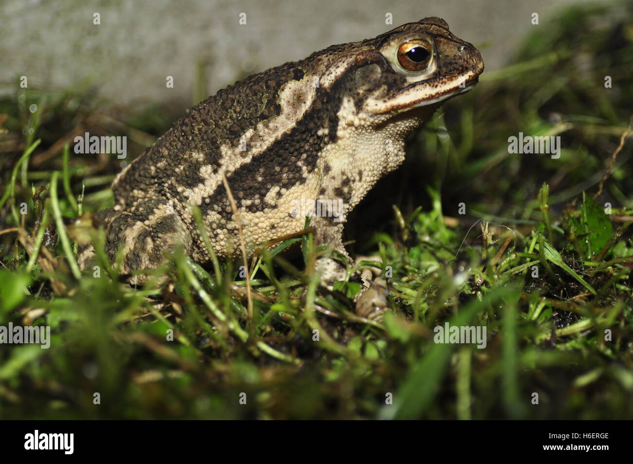 Toad in profile hi-res stock photography and images - Alamy