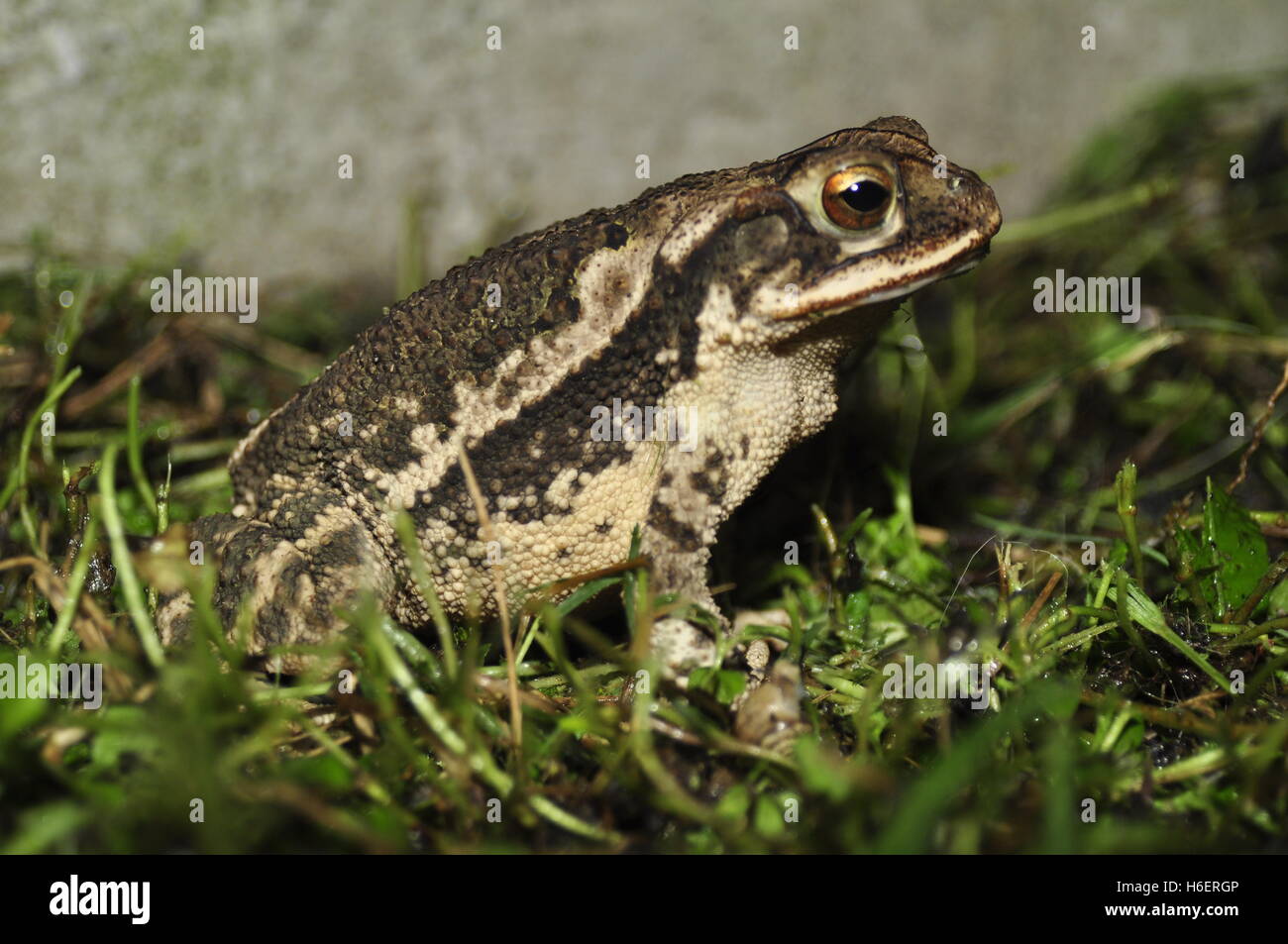 Toad, profile, right side Stock Photo - Alamy