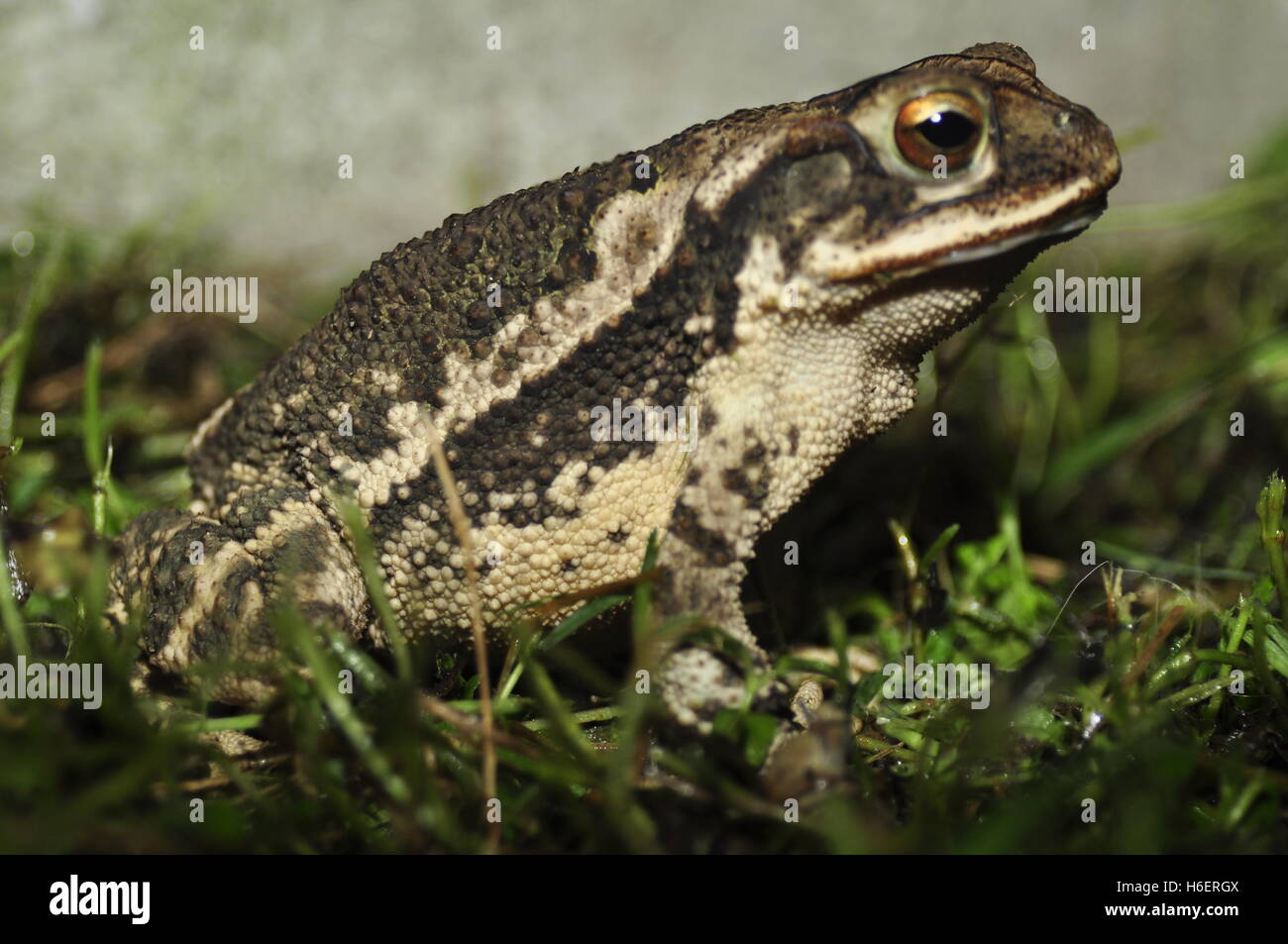 Toad, profile, right side Stock Photo - Alamy
