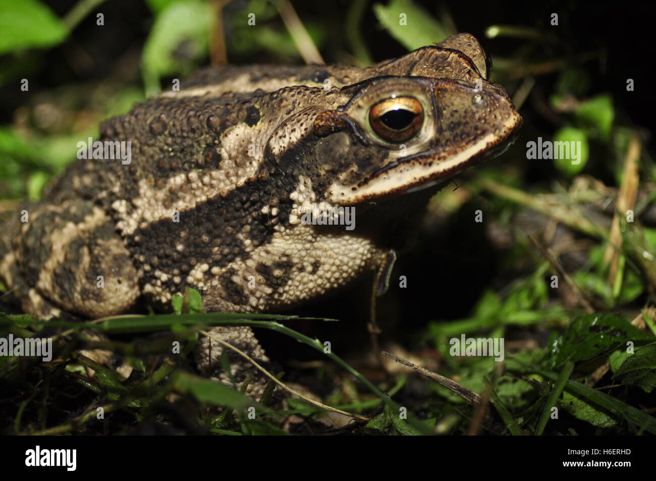 Portrait of a toad Stock Photo - Alamy