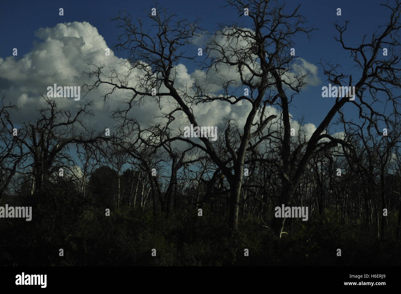 Spooky woods hi-res stock photography and images - Alamy