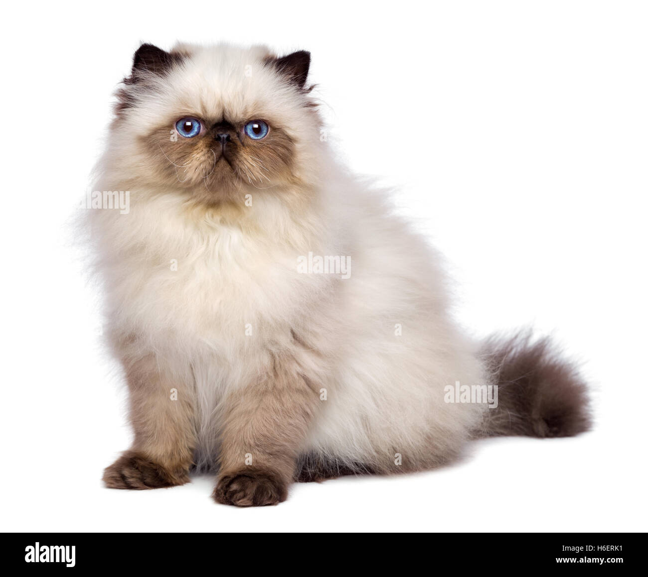 Cute 3 month old persian seal colourpoint kitten Stock Photo - Alamy