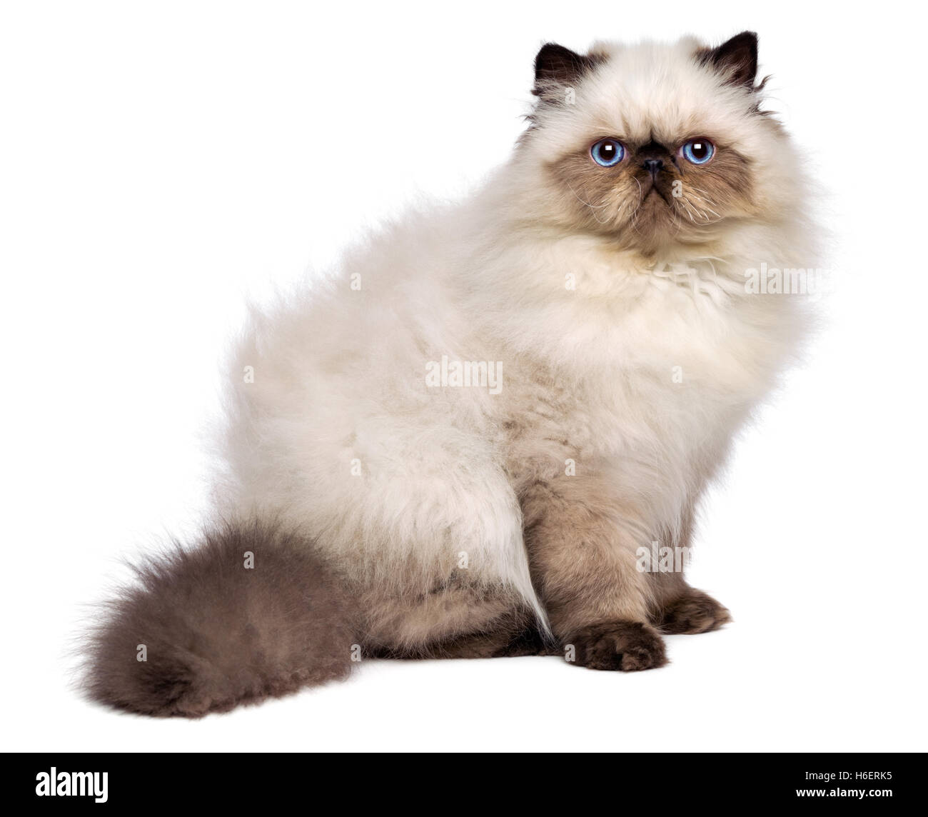 Cute 3 month old persian seal colourpoint kitten Stock Photo - Alamy
