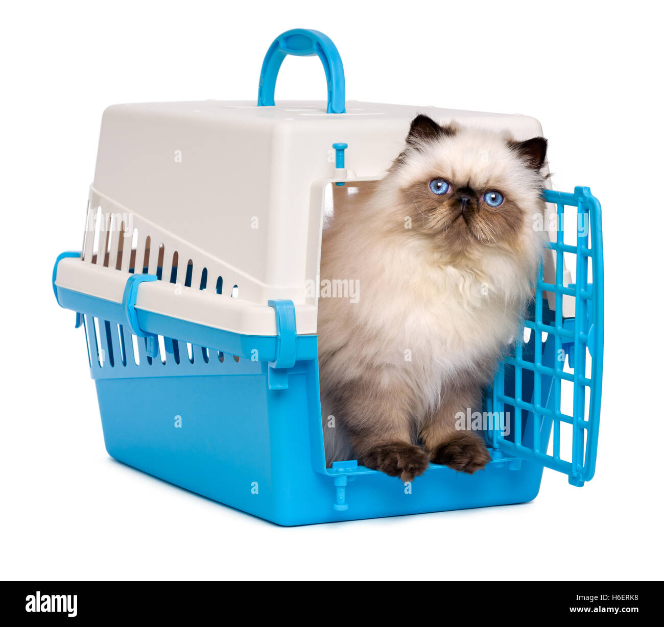 Cute persian colourpoint kitten looking out from a pet crate Stock ...