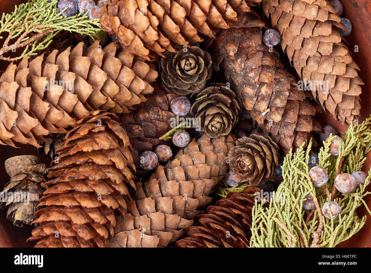 Juniper cone hi-res stock photography and images - Alamy