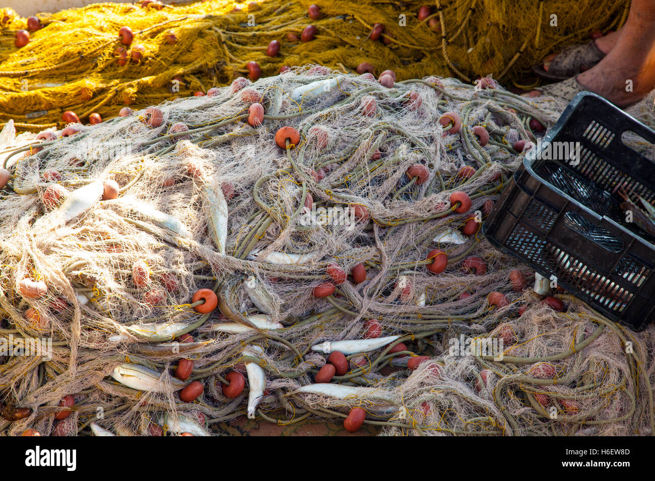 Fish entangled in fishing nets on fishing boat after landing the days ...