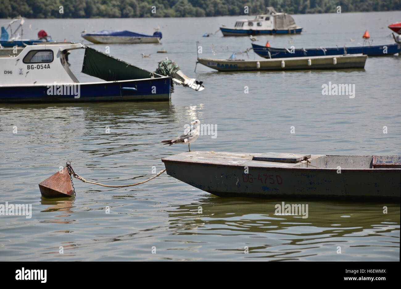 Sava and danube rivers hi-res stock photography and images - Alamy