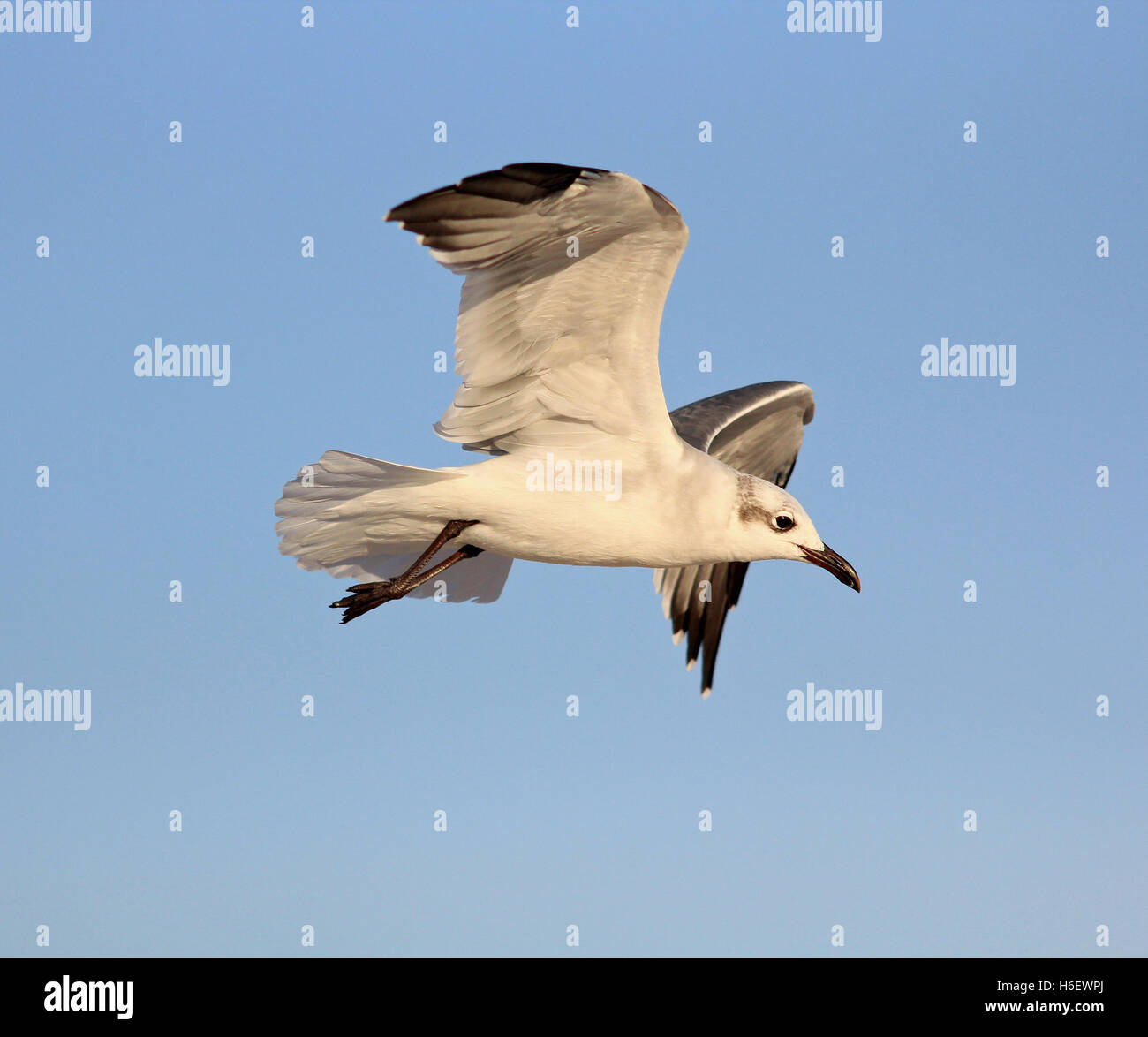 “Flying seagull” Seagull bird flying Stock Photo - Alamy