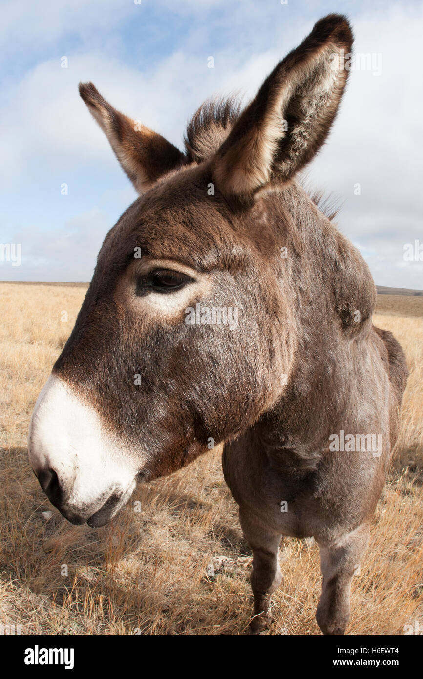 Donkey Face Pictures Adopt A Farm Animal: MJ Farm Sanctuary