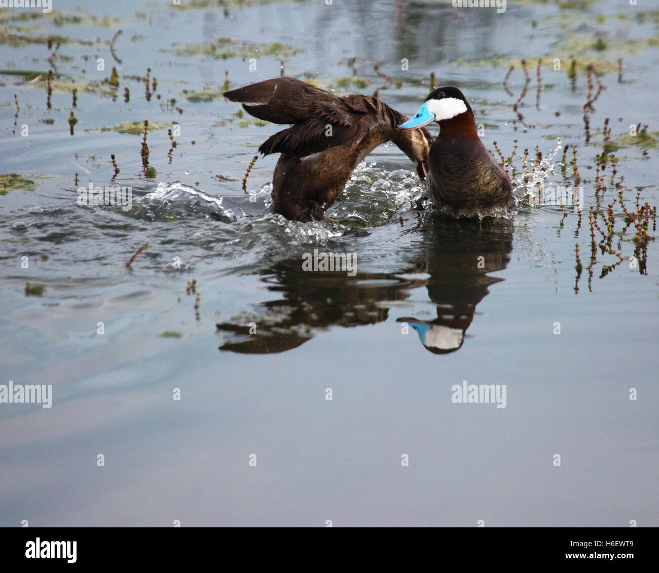 Aggressive duck hi-res stock photography and images - Alamy