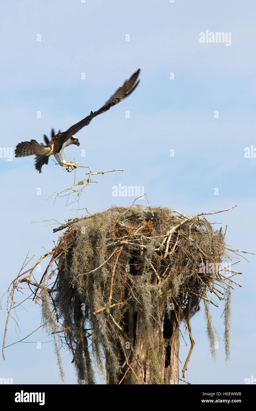 Largest nest hi-res stock photography and images - Alamy