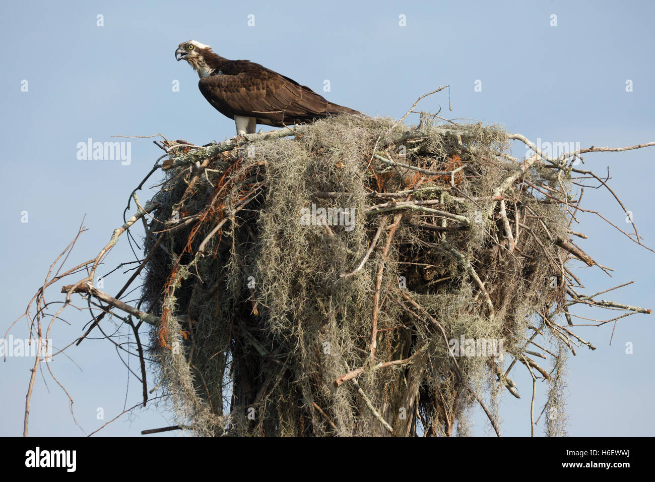 Osprey on nest at the top of a cypress tree stump in Atchafalaya Swamp ...