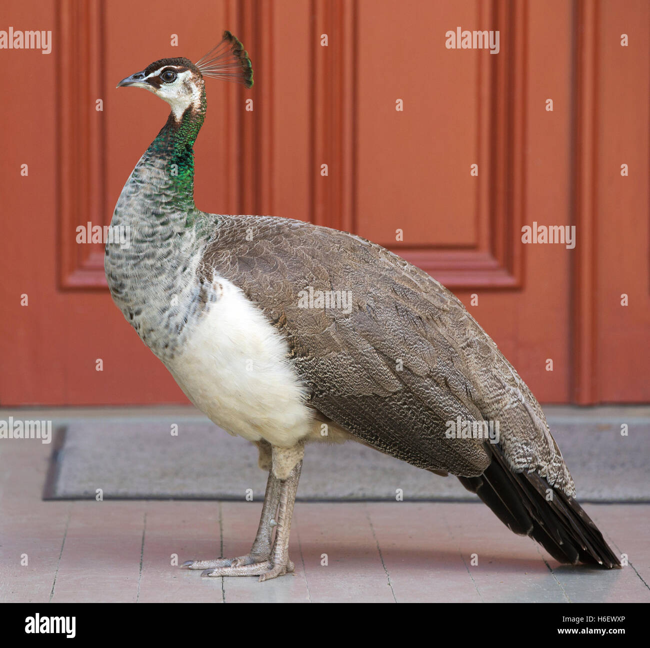 Indian Peahen (Pavo cristatus) on porch of Joseph Jefferson Mansion in ...