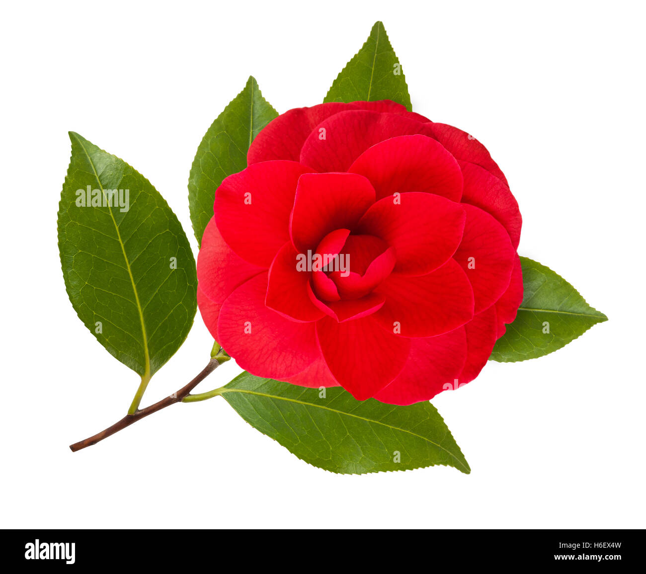 camellia branch with flower isolated on white background Stock Photo ...