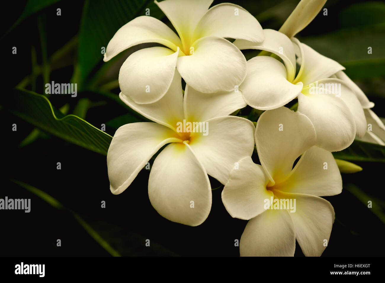 white plumaria flower Stock Photo - Alamy