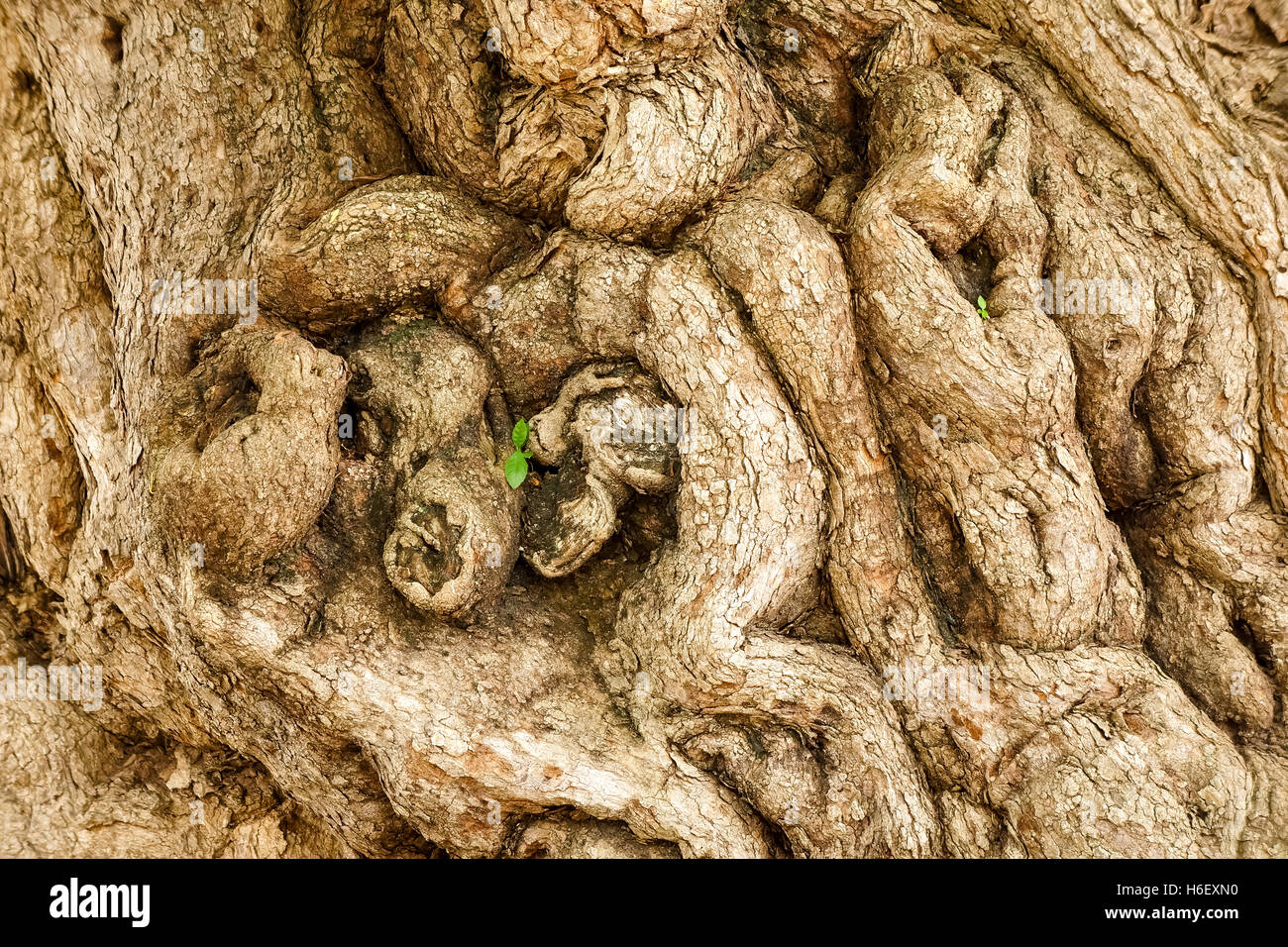 Giant tree root in nature background Stock Photo - Alamy