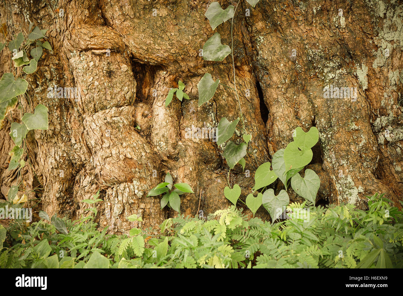 Giant tree root in nature background Stock Photo - Alamy