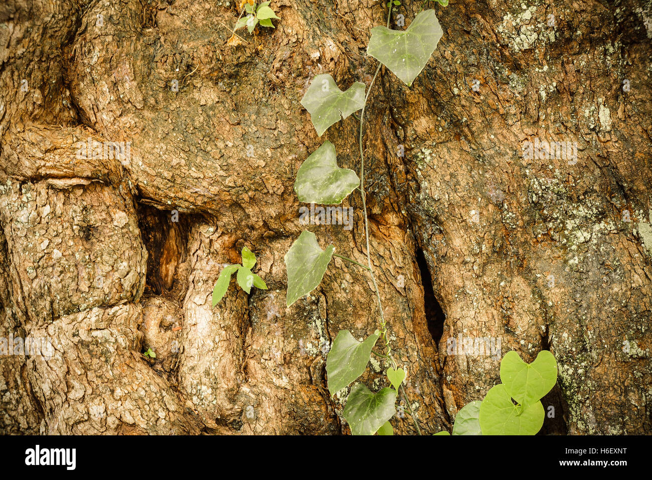 Giant tree root in nature background Stock Photo - Alamy