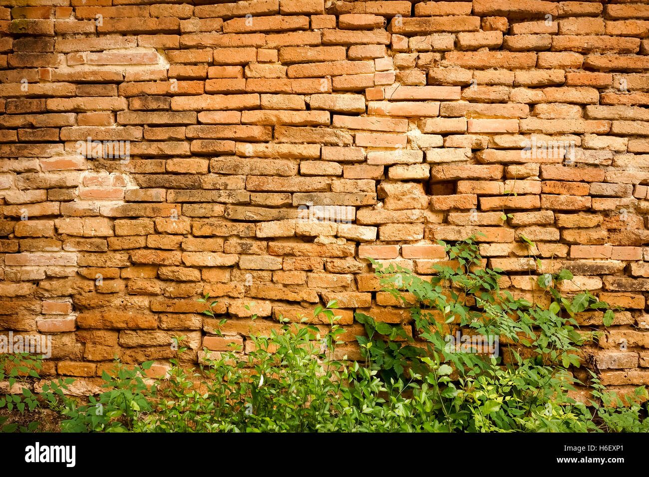 leaves on Old brick wall for wallpaper Stock Photo - Alamy