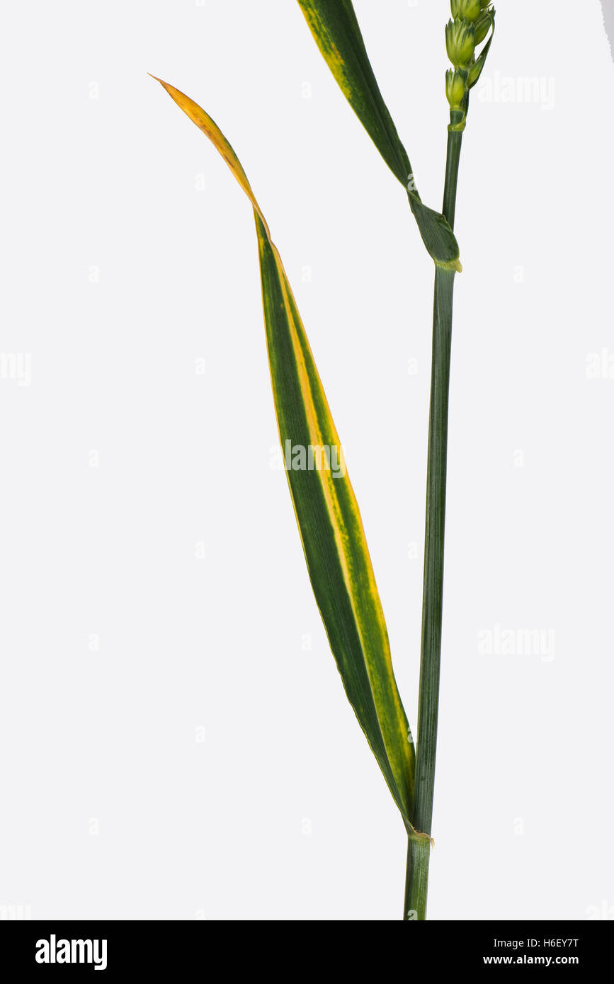 Yellow leaf stripe or Cephalosporium stripe, Cephalosporium gramineum ...